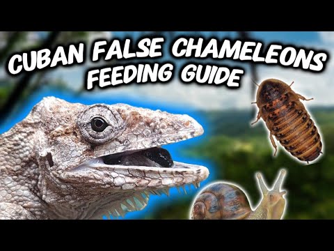 How To Feed YOUR Cuban False Chameleon Like A PRO
