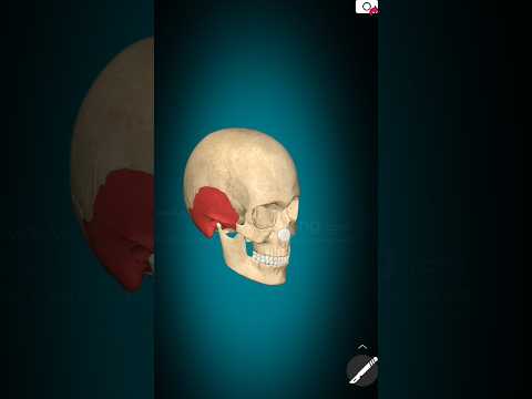 Skull :- Temporal Bone Overview || 3D Skull Overview Of Temporal Bone || GPIOHS