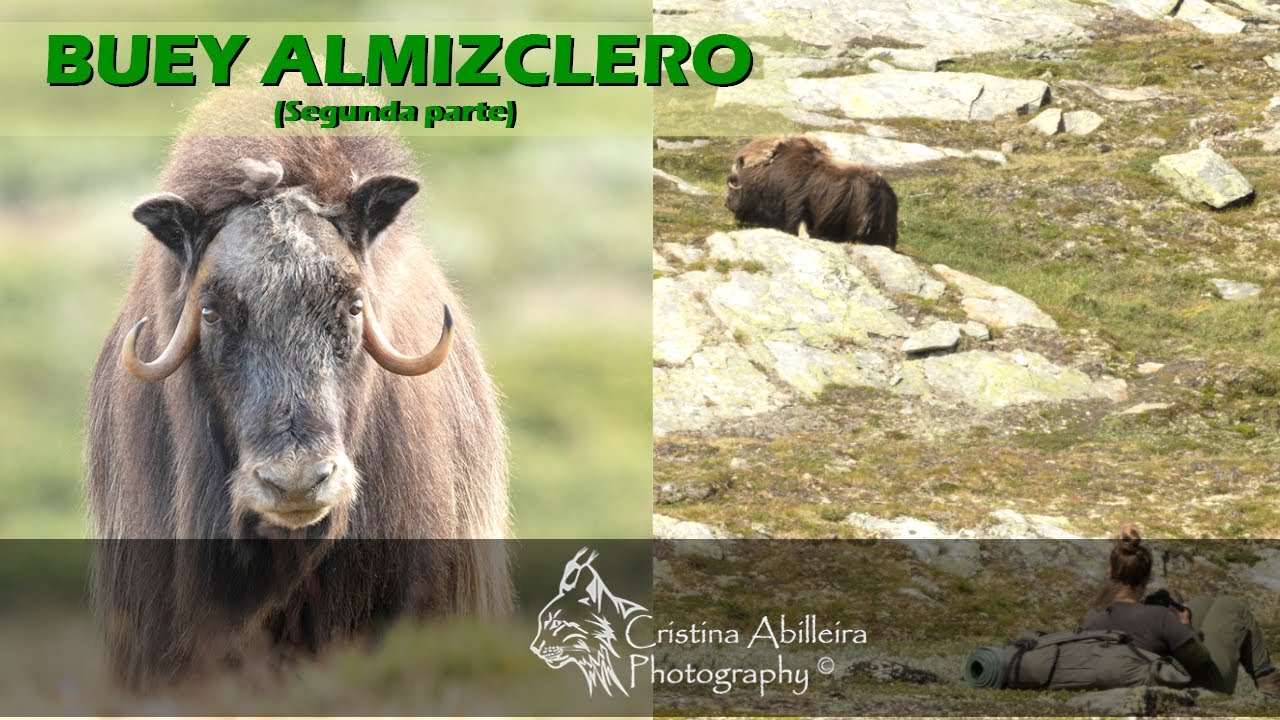 FOTOGRAFÍA DE NATURALEZA - Fauna Noruega - BUEY ALMIZCLERO - wildlife photography NORWAY - MUSK OX#2