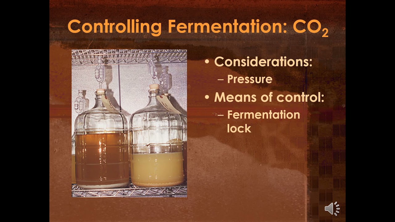 Understanding Fermentation: The Science Behind Winemaking | Galaxy.ai