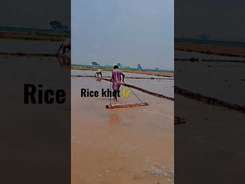 prepare khet for rice seed🌾#rice#rice field#shorts#viral
