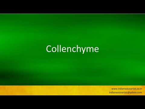 Pronunciation of the word(s) "Collenchyme".