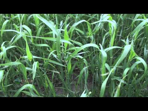 Wheat Choices #735 (Air Date 5/6/12)