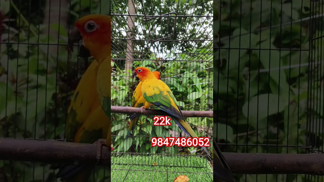 Sun conure breeding pair available #bird #parrot