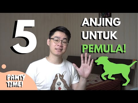 5 Anjing Terbaik Untuk Pemula! | Jenis-jenis Anjing dengan Perawatan yang Mudah