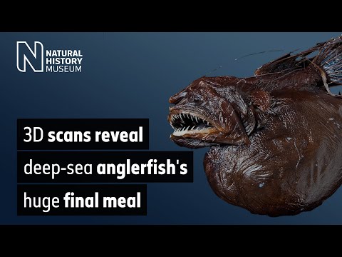 3D scans reveal deep-sea anglerfish's huge final meal