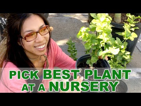 Selecting The Best Plant For You