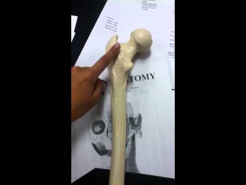 Femur Bone and Bone Parts (SH)