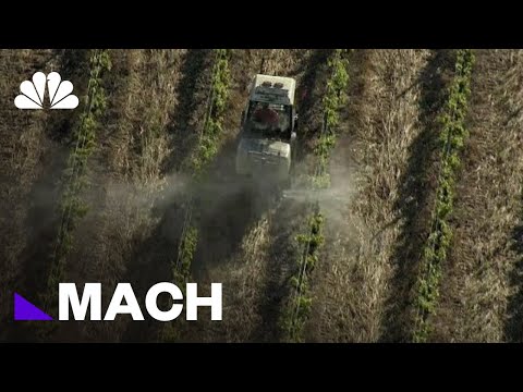 How New Sticky Proteins Could Make Pesticides More Efficient | Mach | NBC News