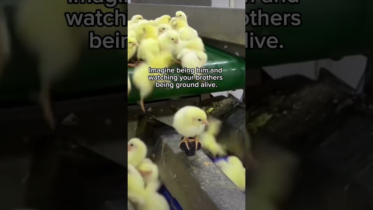 The reality of egg production - What happens with male chicks?