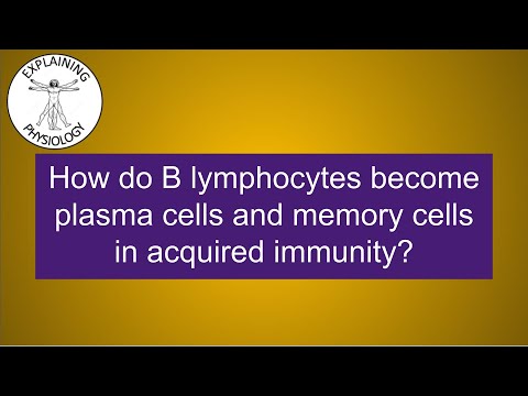 How do B lymphocytes become plasma cells and memory cells in acquired immunity?