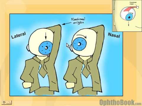 Eye Movement - Neurology - Medbullets Step 1