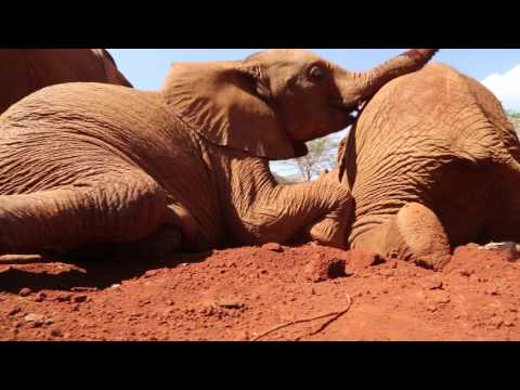 UN Environment partners with Kenya Airways on World Wildlife Day