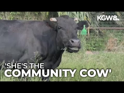 Mootilda Becomes A “Community Cow” - 92.1 WROU