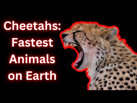 Cheetahs: Fastest Animals on Earth