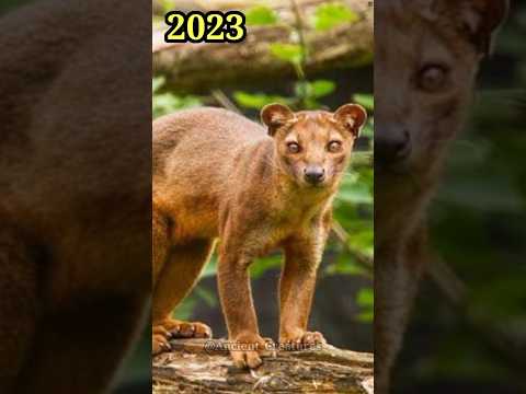 2023 Fossa and 5000 Bce Fossa || Ancient Creatures #shorts #shortsvideo #youtubeshorts #viral