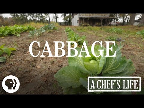 Cabbage | A Chef's Life | PBS Food