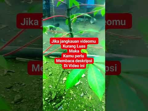 Cara membuat jangkauan video FB pro kita luas #fbpro #tutorialfb #engagement #reelsfb #interaksi