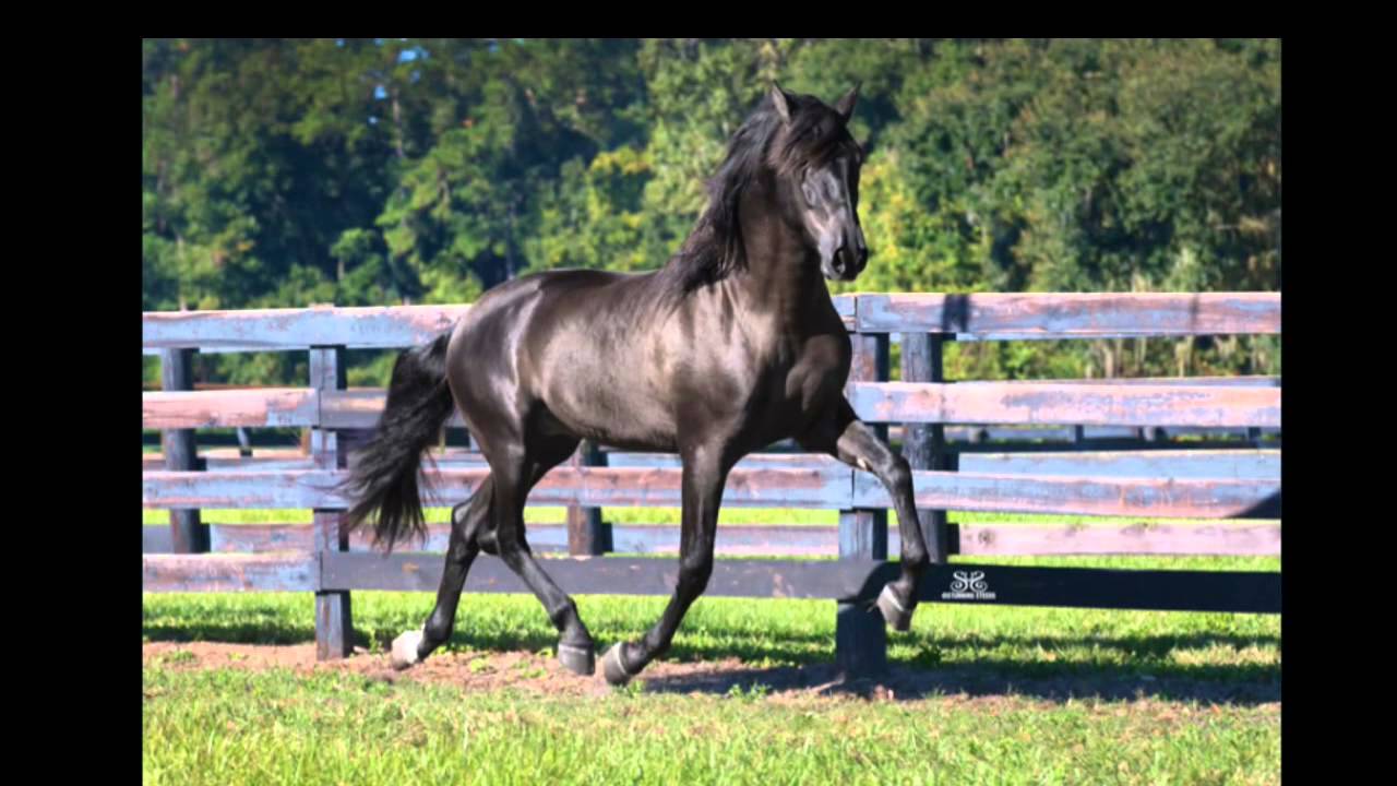 Nocturno MC Black Andalusian Stallion at Stud