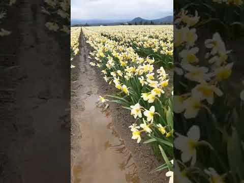 Daffodils Flower Farm In Full Bloom On The Farm Have A Great Day Everyone #satisfying #short