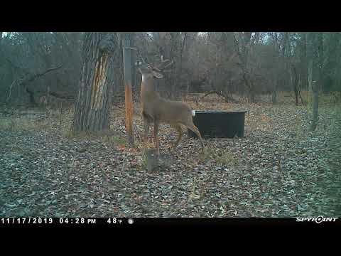 Buck Paradise: SpyPoint Cam 2 and Cedar Post Rub