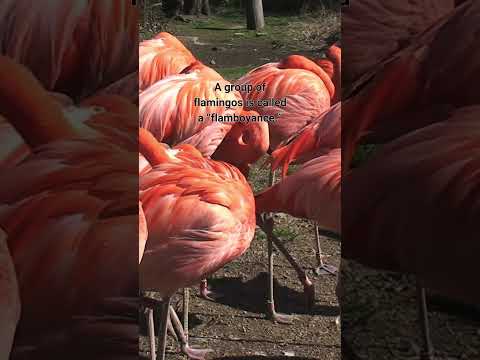 A Group of Flamingos Is Called a ‘Flamboyance’! 🦩🌟
