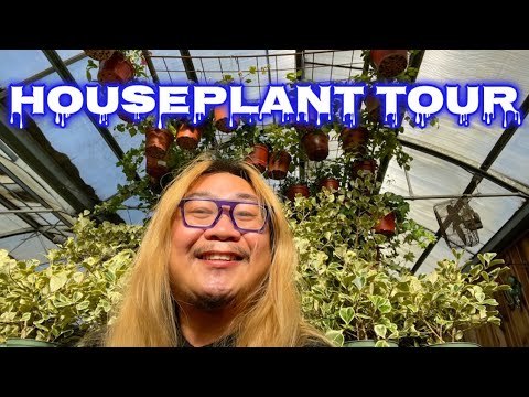 Shopping for Houseplants | HUGE Beauties at this Nursery!