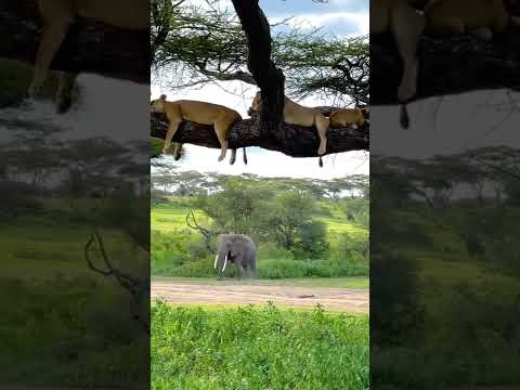 🇹🇿Tanzania, Serengeti National Park | #1