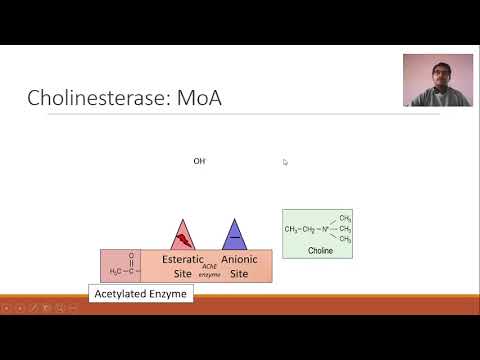 Cholinesterase and its inhibitors
