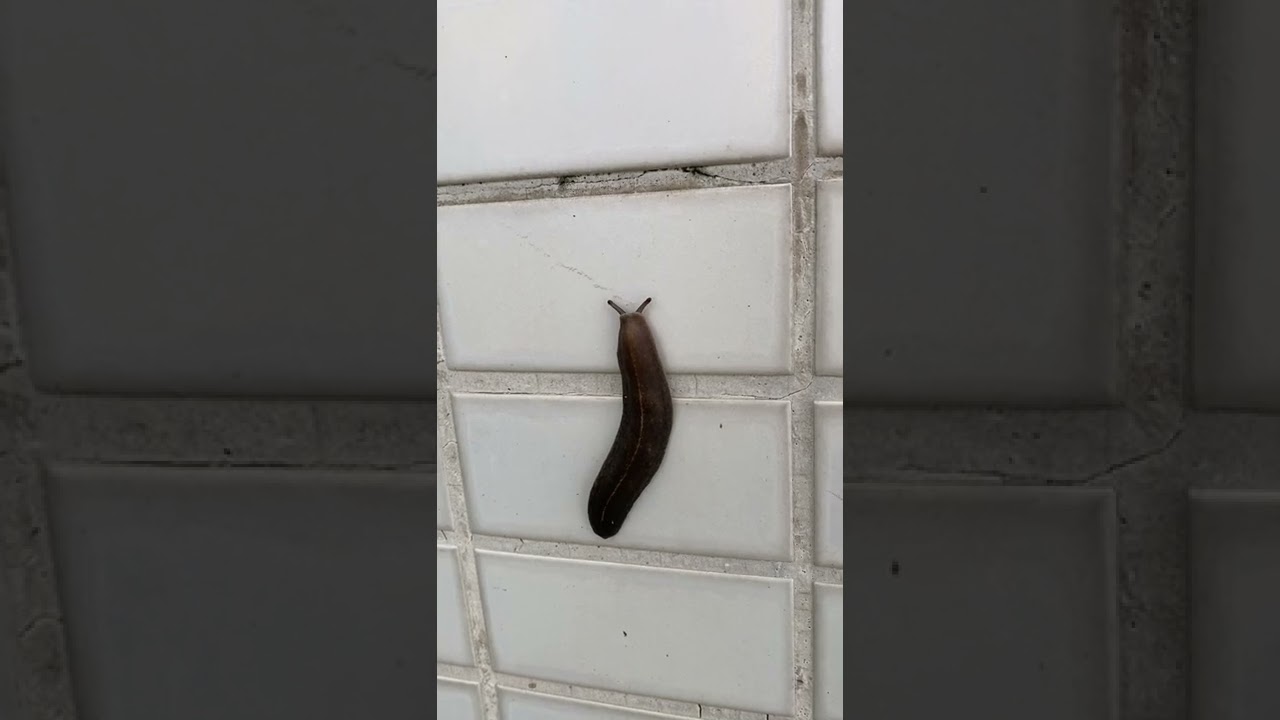 Unknown Creature | Mystery Worm | Snail without shell?