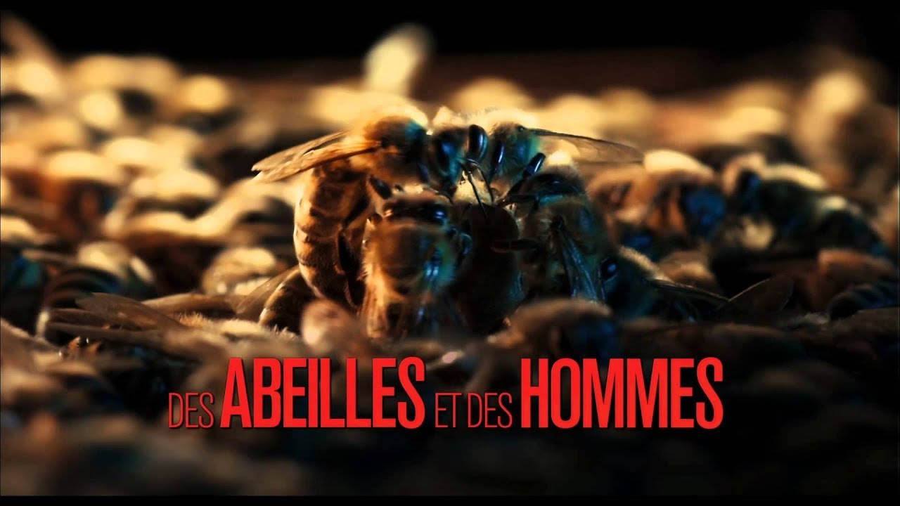 Documentaire Des abeilles et des hommes  Et si les abeilles disparaissaient