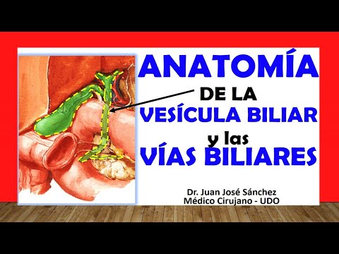 🥇 Anatomy of the GALLBLADDER and THE BILIARY TRACT. Easy, Quick and Simple