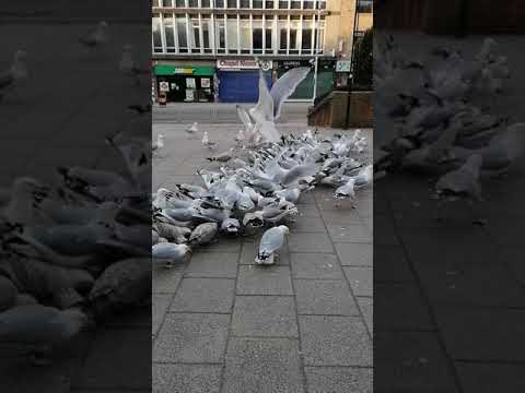 Herring Gulls of Worthing
