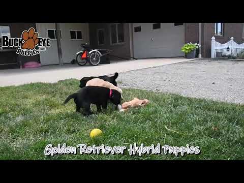 Outgoing Golden Retriever Hybrid Puppies