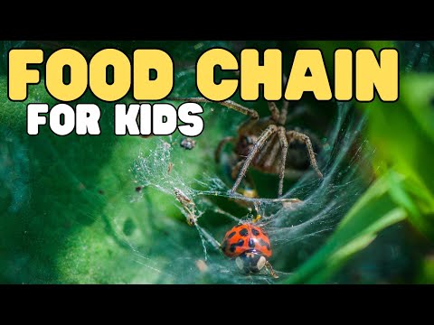 Food Chain for Kids – INTERACTIVE | Learn all about producers, consumers, and decomposers