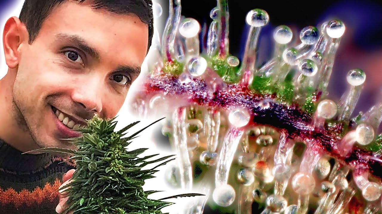 What are Weed Terpenes?