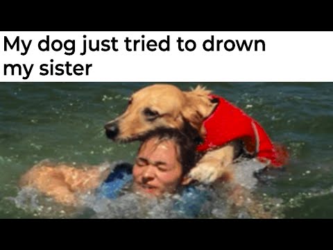 DOG MEMES
