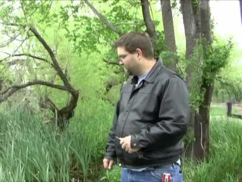 Cattail Snack