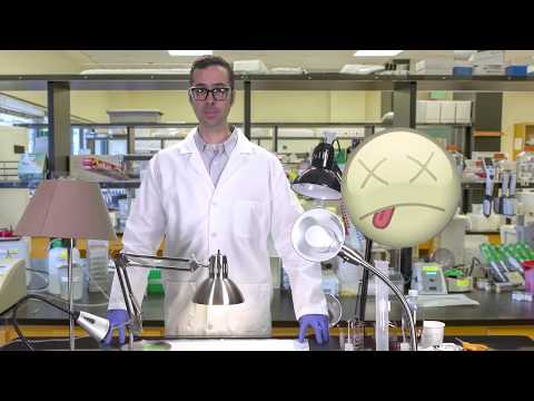 How To Prepare and Activate Algae Beads for Photosynthesis and Cellular Respiration Kits