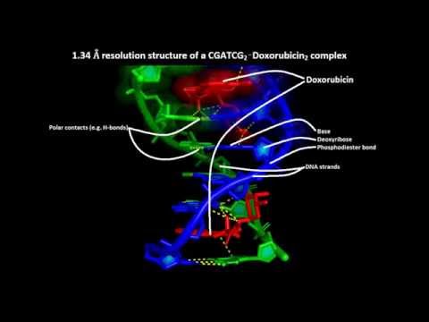 How anticancer drugs work – Molecular mechanism of action of doxorubicin or adriamycin