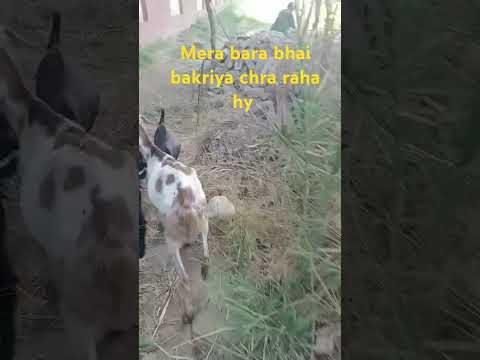 MERA BARA BHAI BAKRIYA CHRA RAHA HY