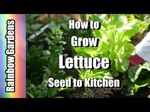 How to Grow Lettuce Seed to Kitchen! Planting, Bolting, Harvesting, More!