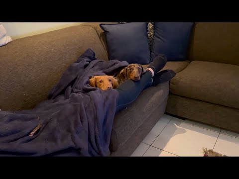 Cuties on the couch