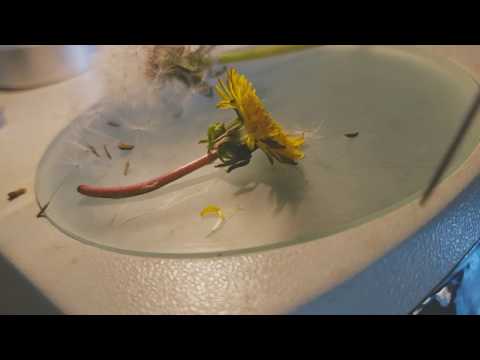 The Mindblowing Structure of Dandelions and Sunflowers (Asteraceae)