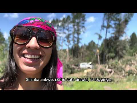 Giishka'aakwe = S/he cuts timber, is logging (Ojibwe Word of the Day)