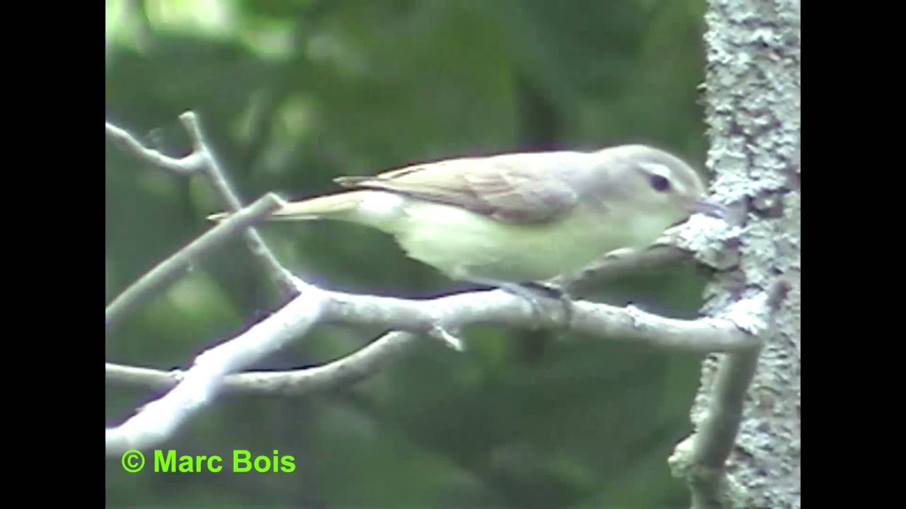 Viréo mélodieux/Warbling Vireo