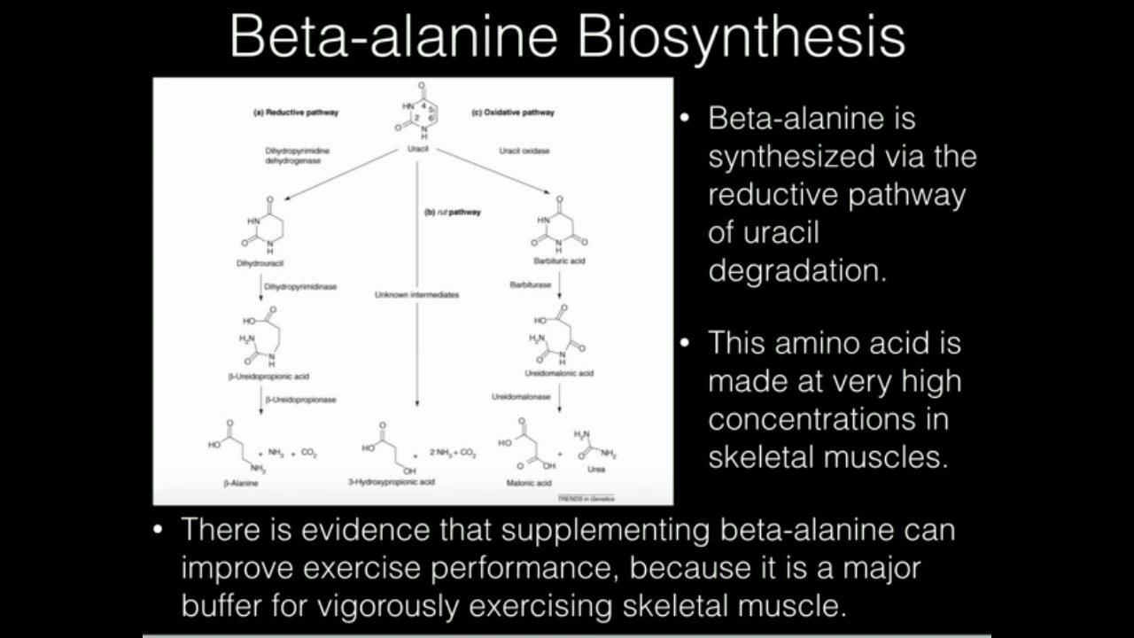 Beta-Alanine and Carnosine Biosynthesis