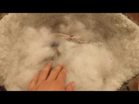 Baby Bunnies make the cutest sound!
