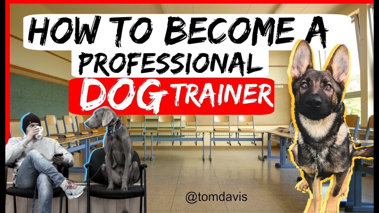 How to become a professional dog trainer? - Everything you need to know to become a dog trainer-