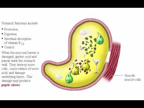 Digestive System Secretion part 2 Secretion HCL and Pepsinogen in Stomach